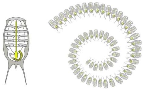 Salp Structure Of Swarm A Single B Chain Download Scientific