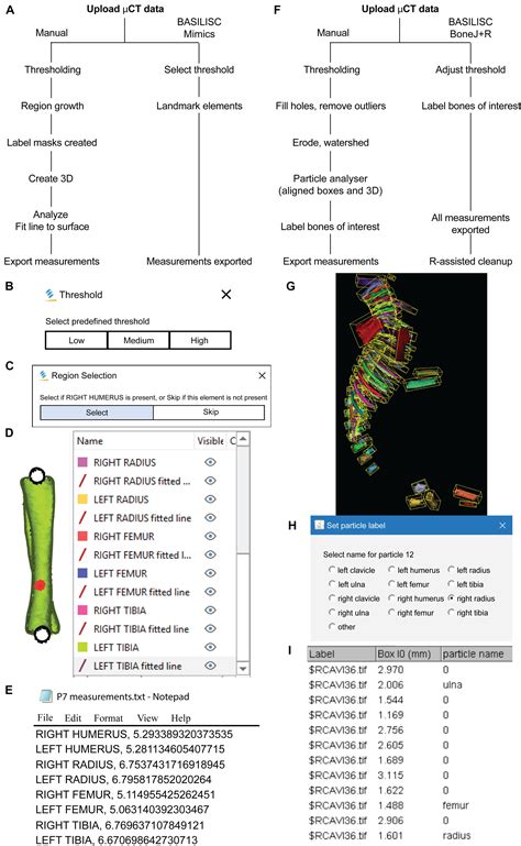 Frontiers A New Pipeline To Automatically Segment And Semi Automatically Measure Bone Length