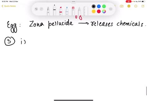 Ovoviviparous Diagram Anatomy