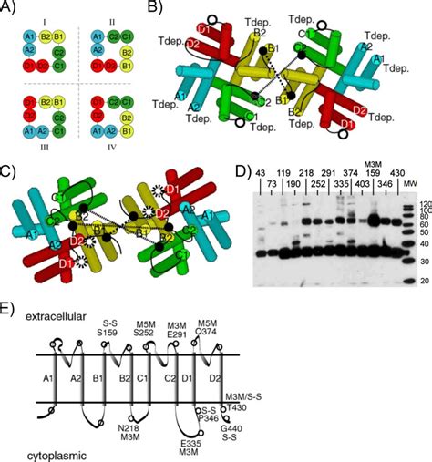 Modeling The Data A Schematic Representation Of Some Of The Possible Download Scientific