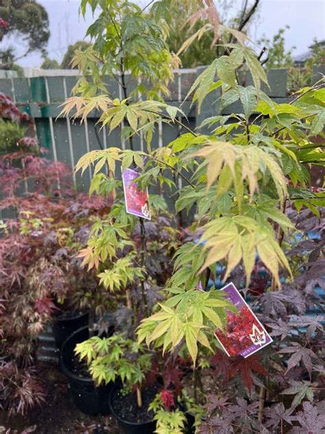 Acer Palmatum ‘osakazuki Neth Green