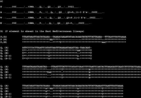 structure and sequence of the noncoding region located between leucine