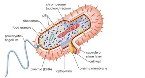 Prokaryotes Flashcards Quizlet