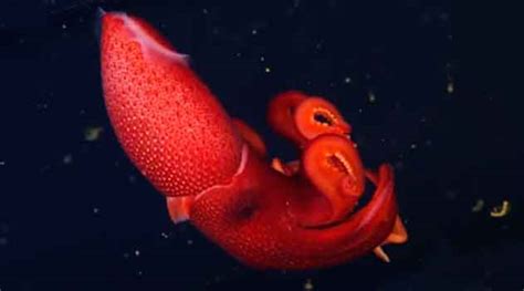 Oceano Profundo 10 Horas De Imagens De Seres Marinhos Bbc