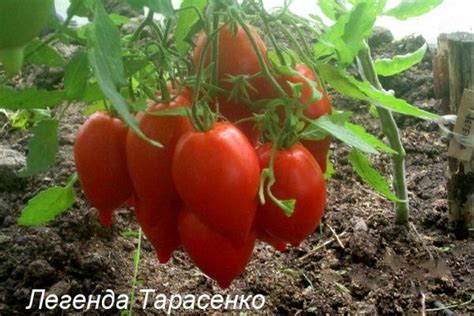Томат легенда мультифлора описание