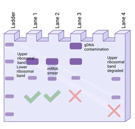 Running Rna On Agarose Gel Protocol Sale