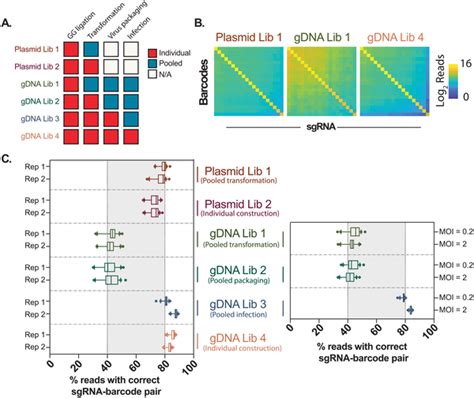 Genomic Library Construction Plos One