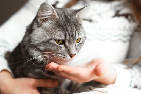 Doxycycline For Cats Great Pet Care