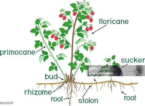 Parts Of Plant Morphology Of Raspberry Shrub With Berries Green Leaves Root System And Titles