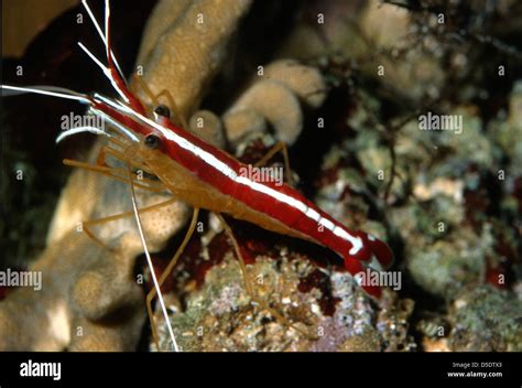 Scarlet Skunk Cleaner Shrimp Lysmata Amboinensis Hippolytidae Indo