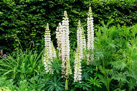 미니멀 한 정원 풍경 스코틀랜드 영국에서 화창한 날에 식물과 잔디와 흰색 루핀 꽃과 풍경 전형적인 영국 별장 정원 배열 텍스트 공간이 0명에 대한 스톡 사진 및 기타 이미지