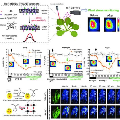Plant Health Monitoring By Nanotechnology Based Sensors A Download Scientific Diagram