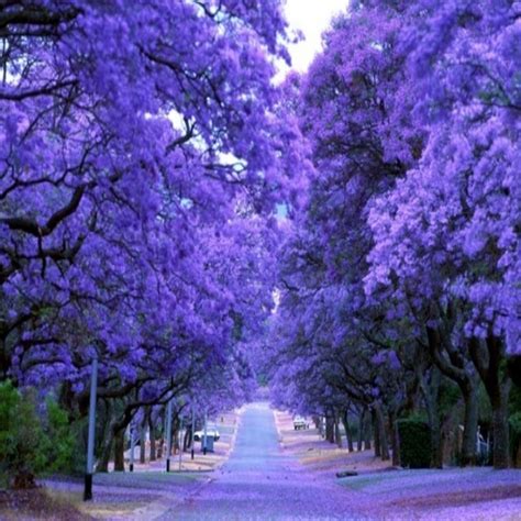 Jacaranda Mimosifolia Jacaranda Mimoso 40 Seeds Etsy