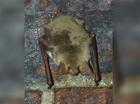 Extinct Bat Making A Comeback • Round And About Magazine
