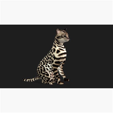 Leopard Cat A2 3d 모델 다운로드 포유류 On