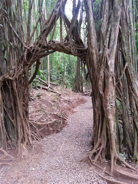 Tree Root Archway Manoa Falls