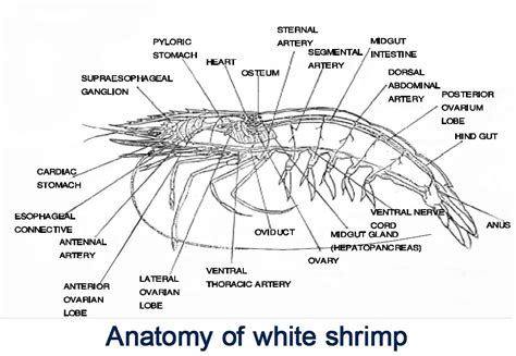 Shrimp External Anatomy