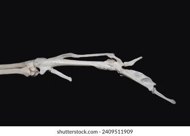 Bone Fractures Anatomy Pathology Veterinary Stock Photo Shutterstock