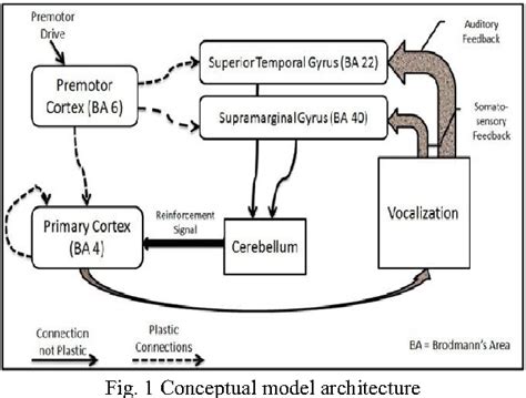 Figure 1 From A Computer Model Of Language Acquisition Syllable Learning Based On Hebbian