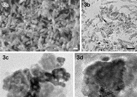 Electron Micrograms Of Lingula Shell Showing Deposition Of Small