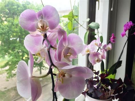 Як поливати орхідею Plants Orchids Garden