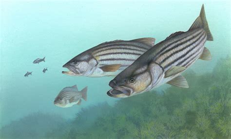 Whats In Your Watershed Striped Bass The Watershed Project