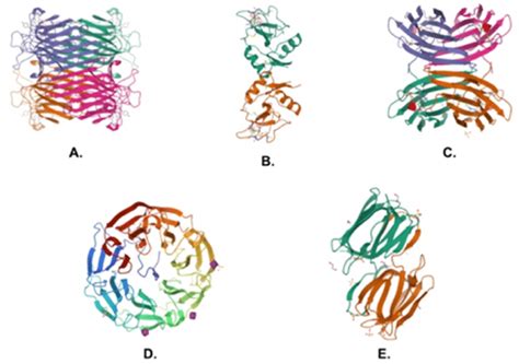Types Of Lectins According To Their Origin A Plant Lectins Derived Download Scientific Types Of Lectins According To Their Origin A Plant Lectins Derived Download Scientific