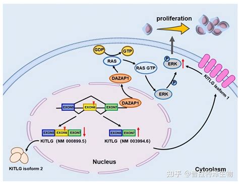 国自然热点文献——可变剪切 知乎