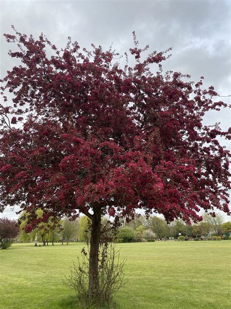 Pohon Bunga Bunga Merah Muda Foto Gratis Di Pixabay Pixabay