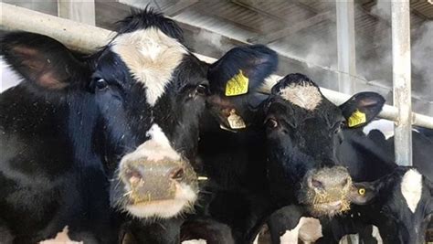 1100 ارتفاعا في أسعار العجول بمصر خلال 20 عاما