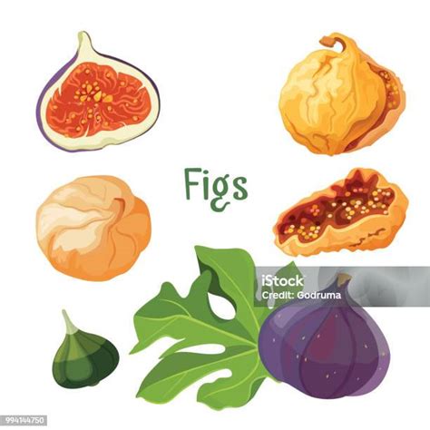 Vetores De Tipos De Figo De Plantas Secada E Fresca Cartaz Vector A