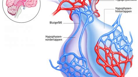 Hypophyse Aus Dem Gesundheitslexikon Gesundheit Medizin Und Heilkunde Auf Wissen De