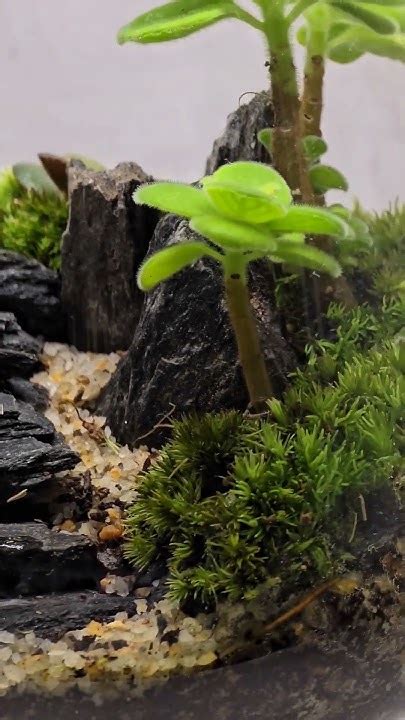 천국의 계단 와인잔 테라리움 완제품 Youtube