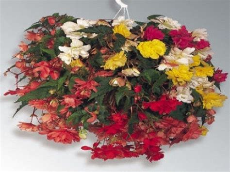 Begonias Buy Begonia Seeds Begonia Illumination Mix