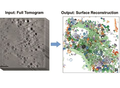 Quantitative Analysis Of Cell Organelles With Artificial Intelligence