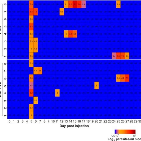 Intradermal Csf1 Fc Treatment Does Not Affect Susceptibility To Id T
