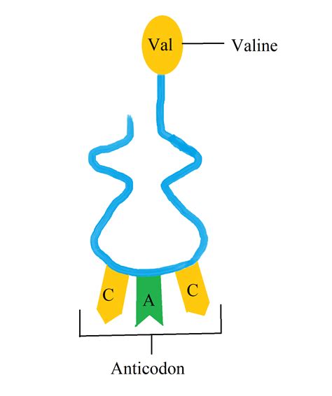 Draw A Trna With The Anticodon Cac What Codon Does This Ant Quizlet