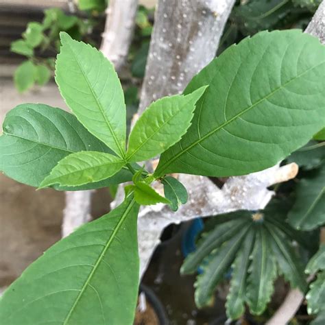 Adansonia digitata | Bessey Greenhouse (Richard W. Pohl Conservatory)