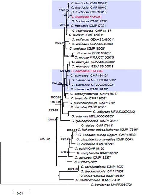 maximum parsimony tree obtained from a heuristic search of the combined