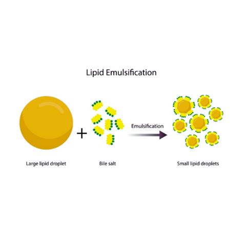 Understanding Emulsification The Science Behind Emulsions And Their Uses Loyal