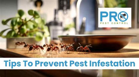 How To Prevent Pest Infestation In Your Home 8 Essential Tips