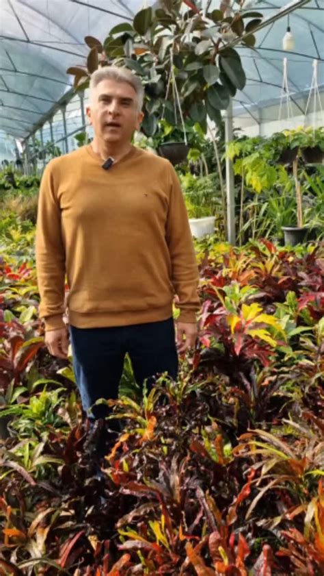 ‎حمید باقری دهکده گل شیراز‎ ‎سالن تولید پتوس دهکده گل شیراز پتوس پتوس نئون پتوس مرمری