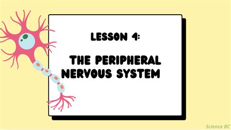 The Peripheral Nervous System Science Bc