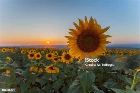 Подсолнечное Поле На Фоне Драматического Неба И Восходящего Солнца — стоковые фотографии и