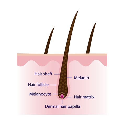 Scalp Anatomy Structure Nerve Supply Arterial Supply