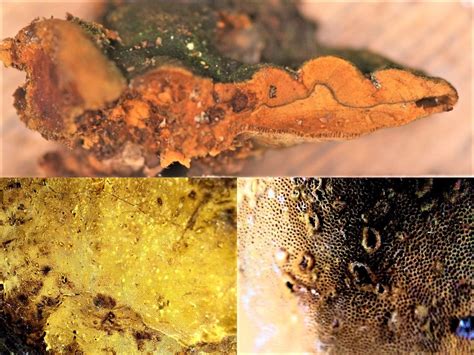 Vuurzwam Kardinaalsmutsvuurzwam Phellinus Ribis Houtem Natuur