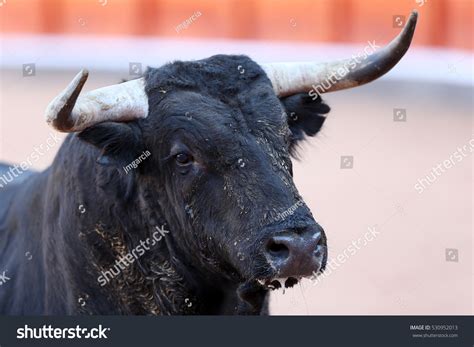 198 Fotos De Toro De Lidia Fotos Imágenes Y Otros Productos