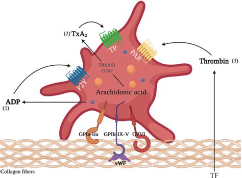 Platelet Adhesion And Activation Adherent Platelets Release The Download Scientific Diagram
