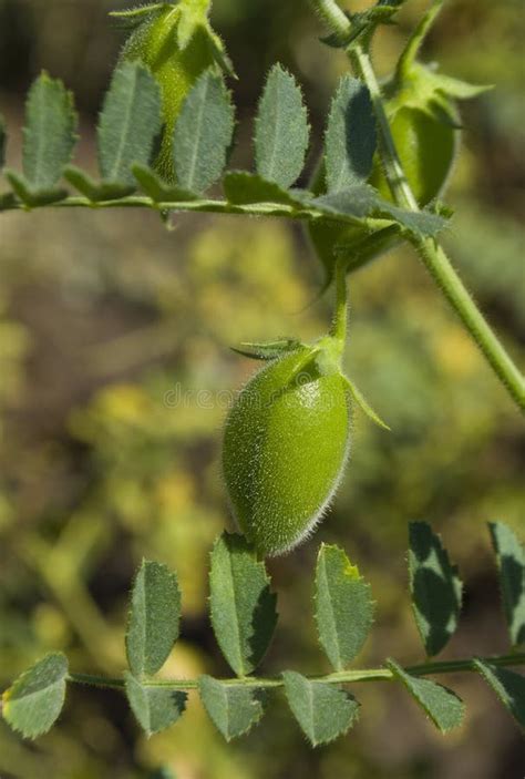 Lentil Plant Stock Image Image Of Macro Crop Background 66289823