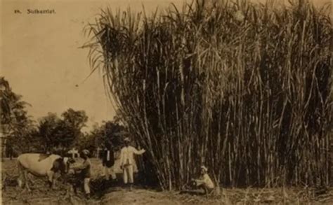 Podcast Flora Carita: Manisnya tebu yang membawa kisah pilu di Indonesia - BBC News Indonesia